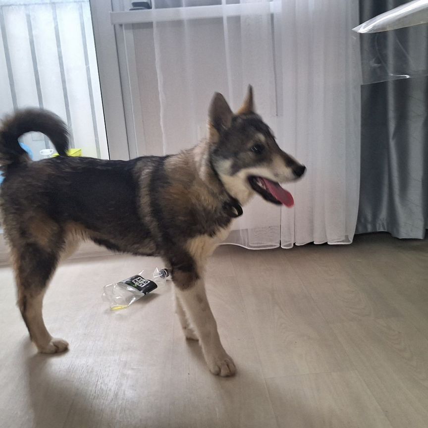 Западно сибирская лайка