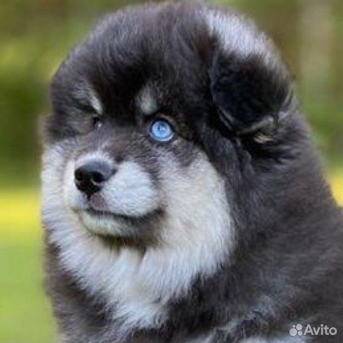 Помски Медвежонок /мини хаски