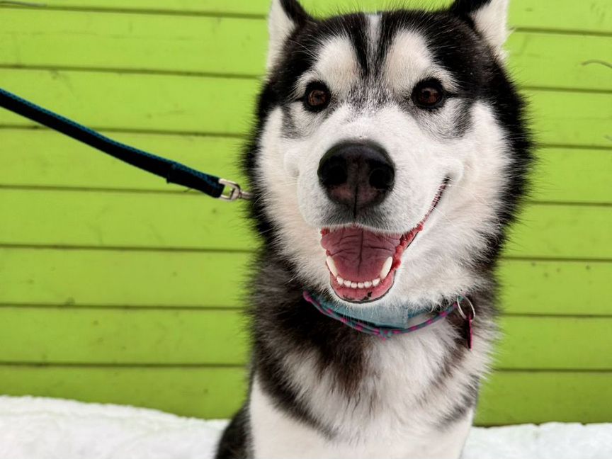 Сибирский хаски в добрые руки