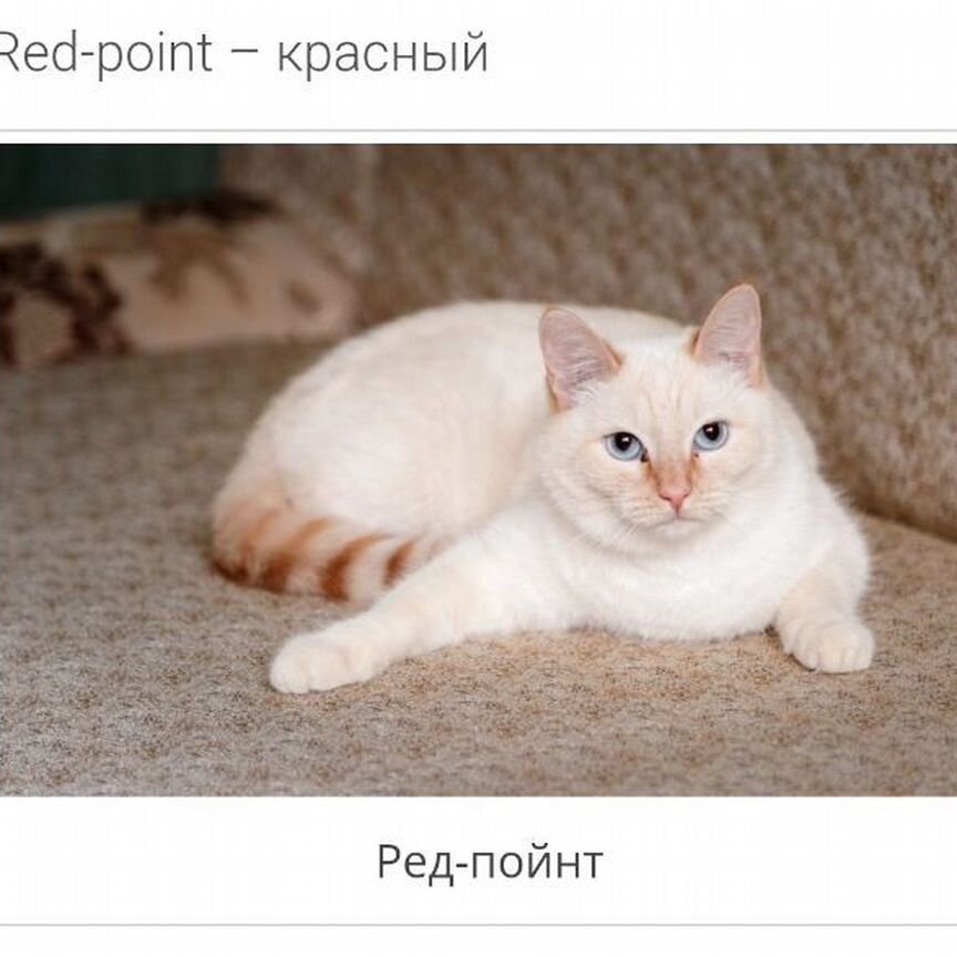 Котик в добрые руки