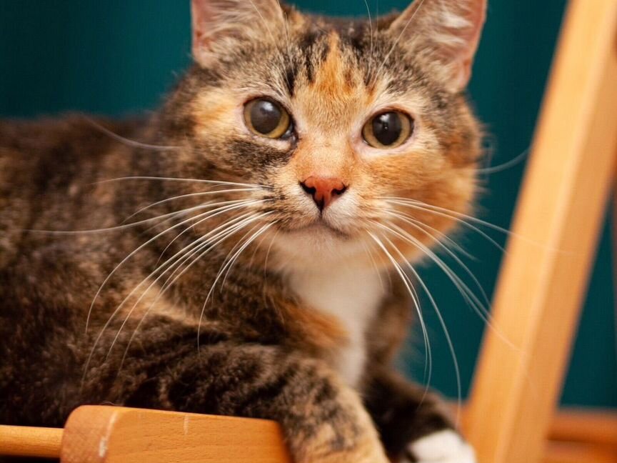 Последний шанс для Софы