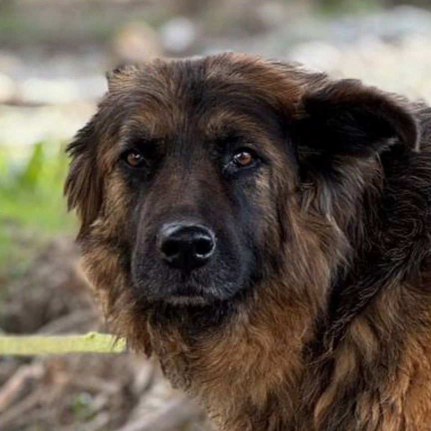 Найда ищет семью