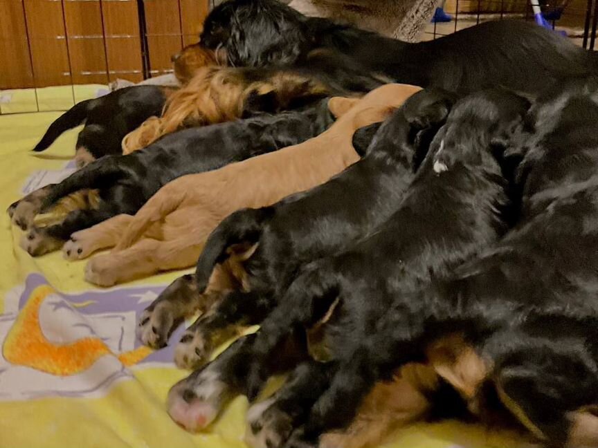 Щенки кавалер Кинг Чарльз спаниель мини