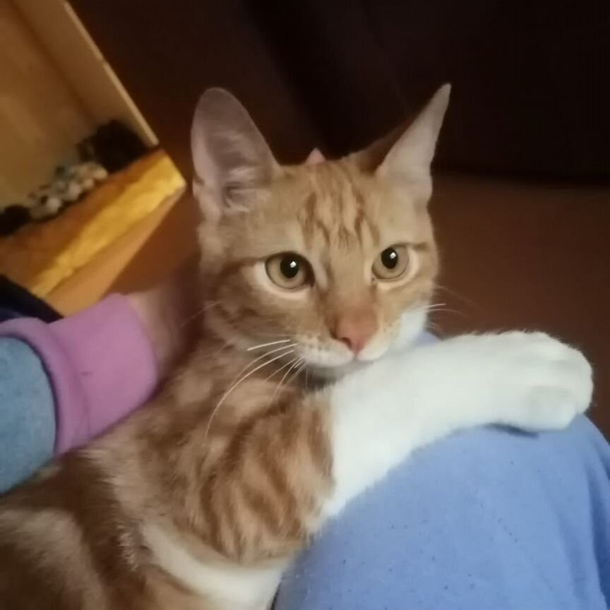 Ищут дом два рыженьких лучика