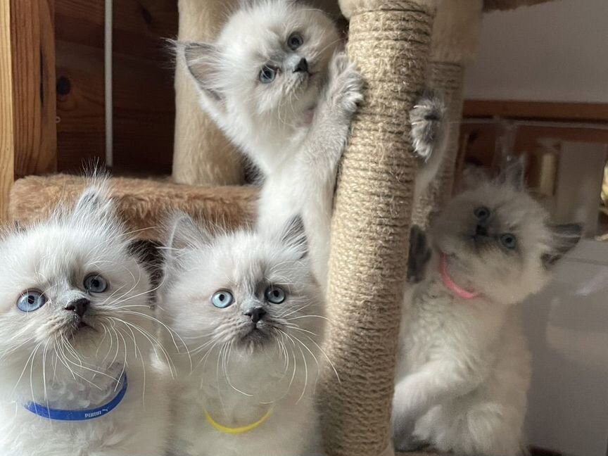 Персидские котята гималайского окраса