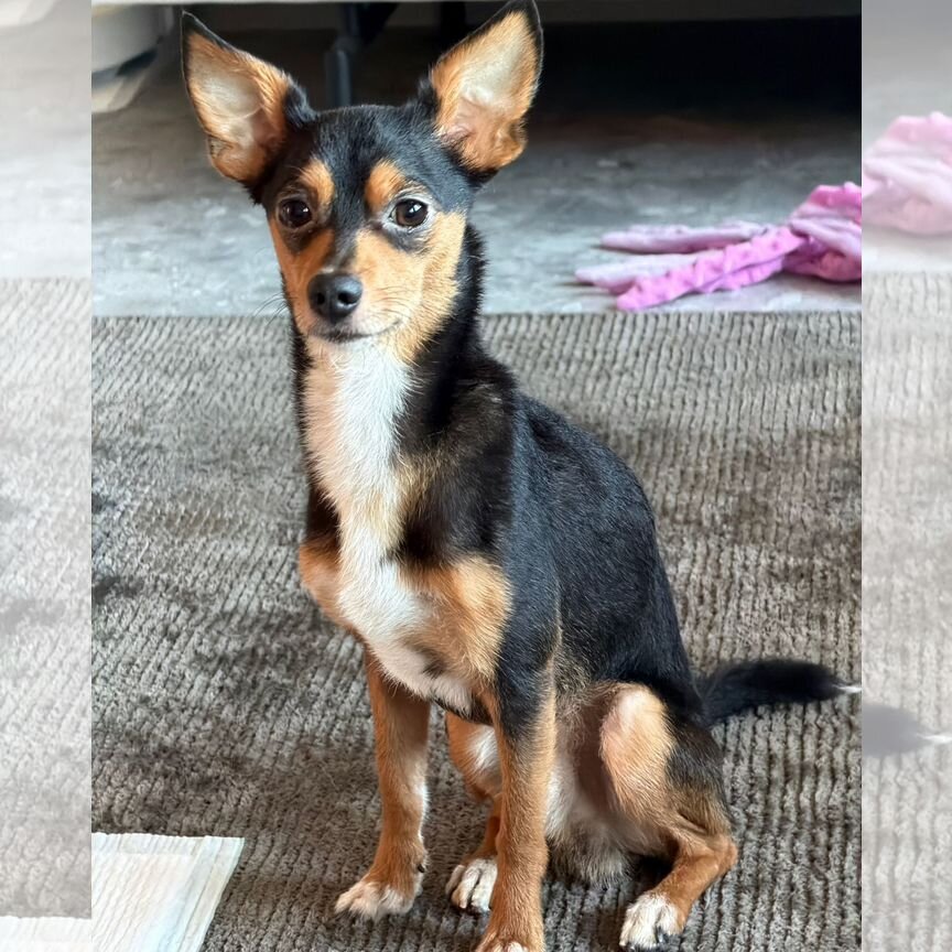 Русский той-терьер, взрослый пёс