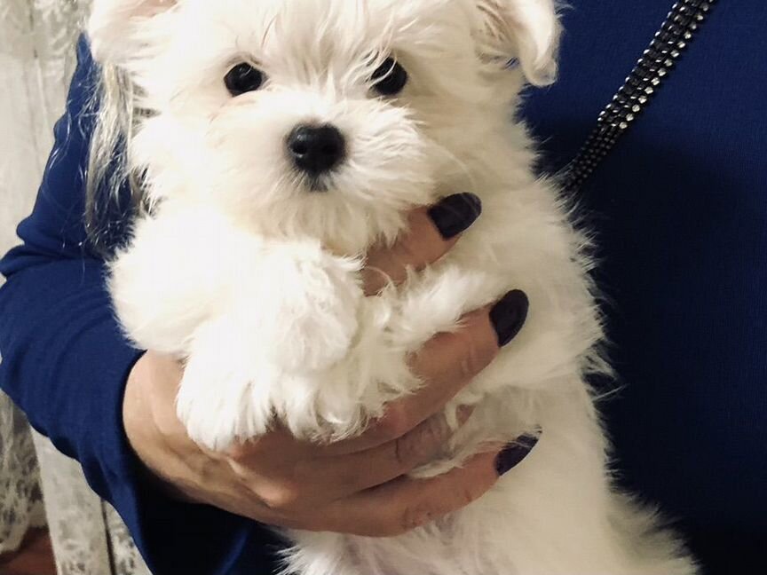 Шикарные малыши мини РКФ