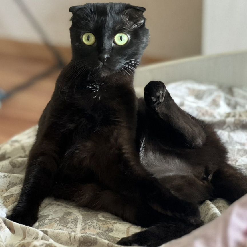 Кошка британская