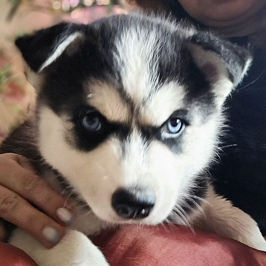 Сибирский хаски, щенок