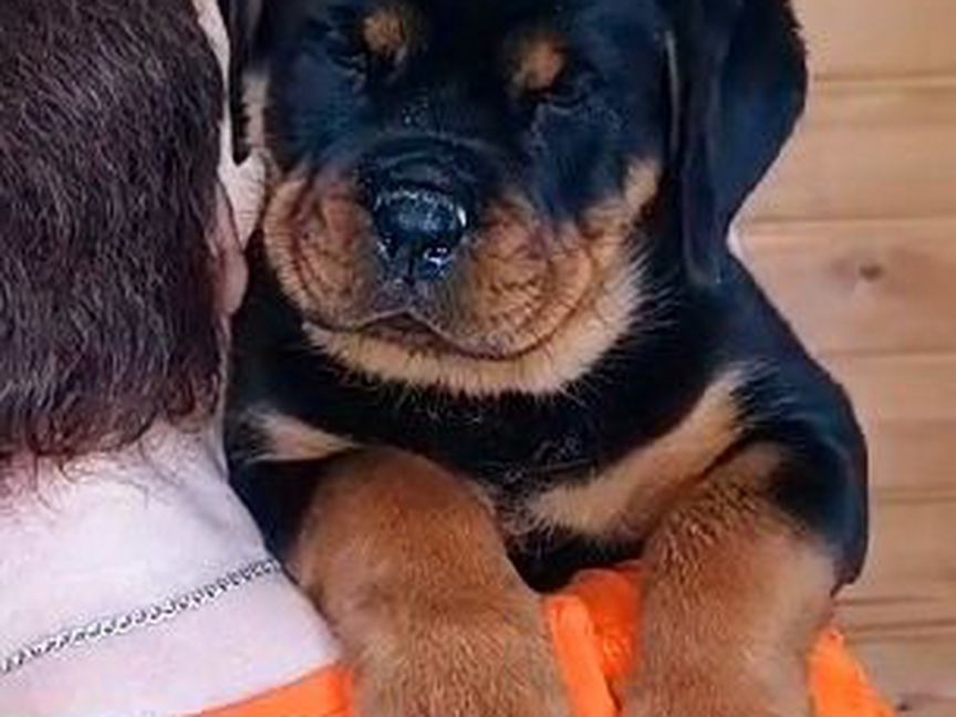 Щенки ротвейлера продажа