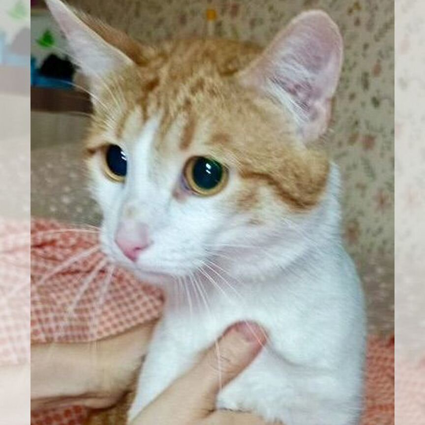 Взрослый кот в добрые руки
