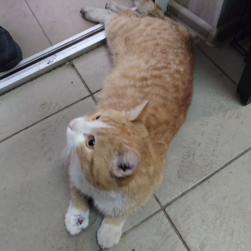 Бездомный котик