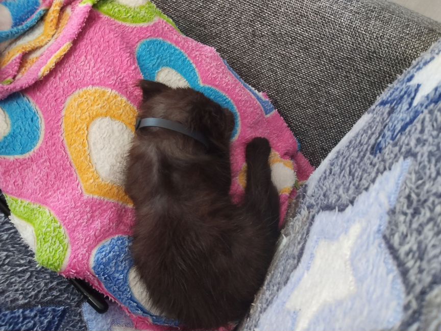 Котенок