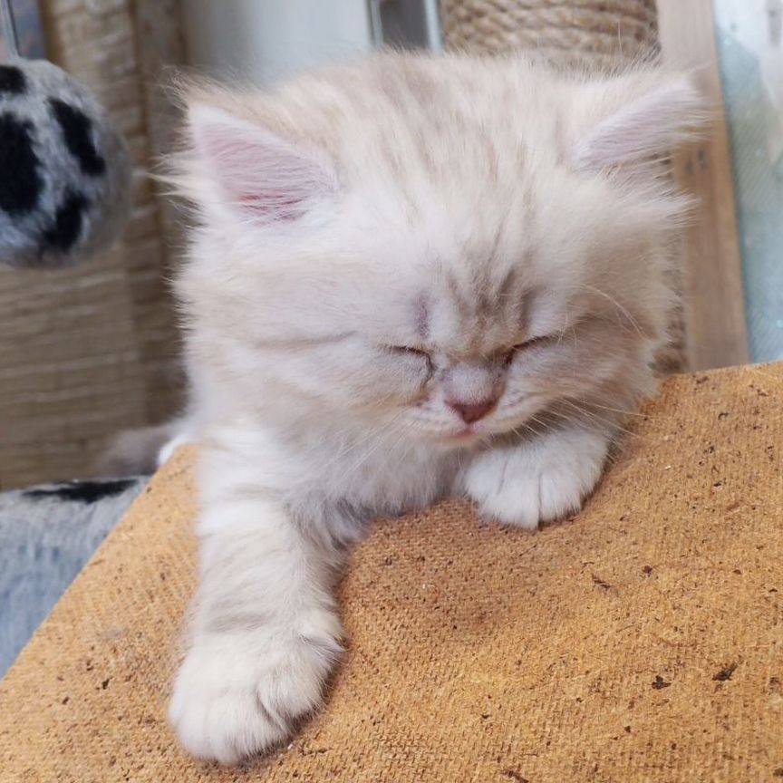 Шотландский вислоухий длинношёрстный котёнок