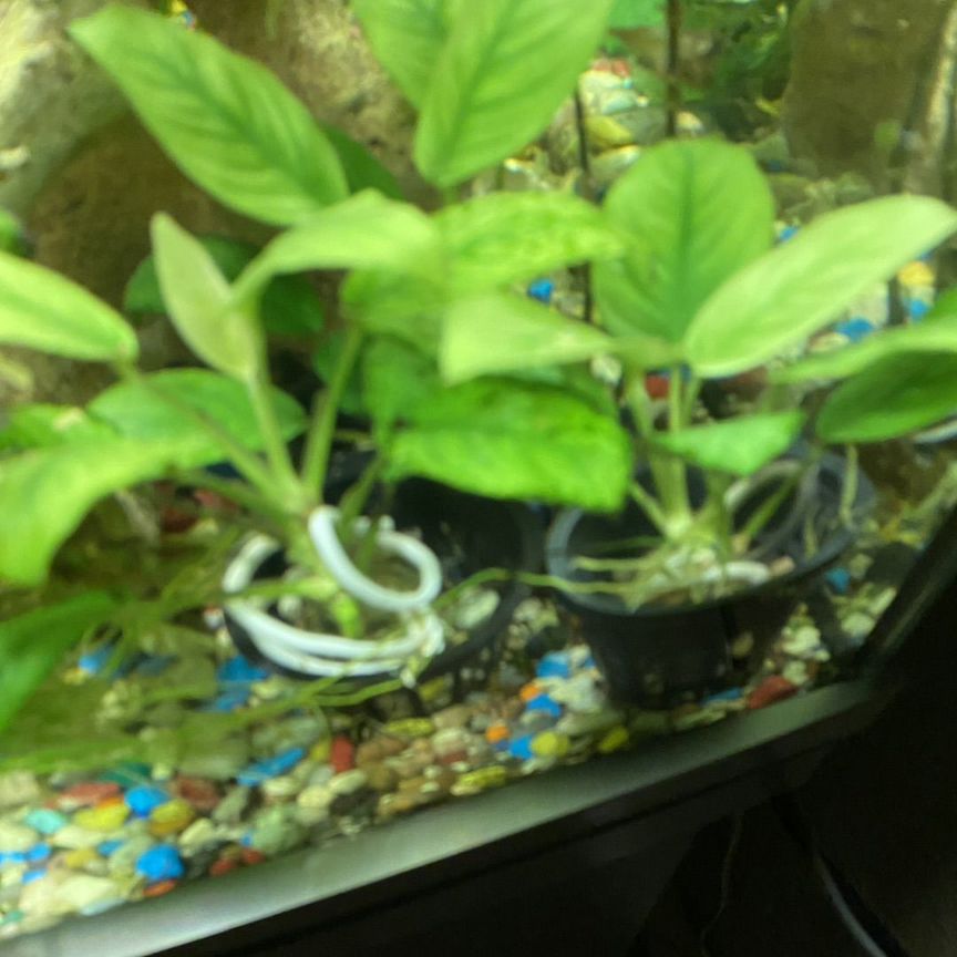 Анубиас аквариумное растение кустики
