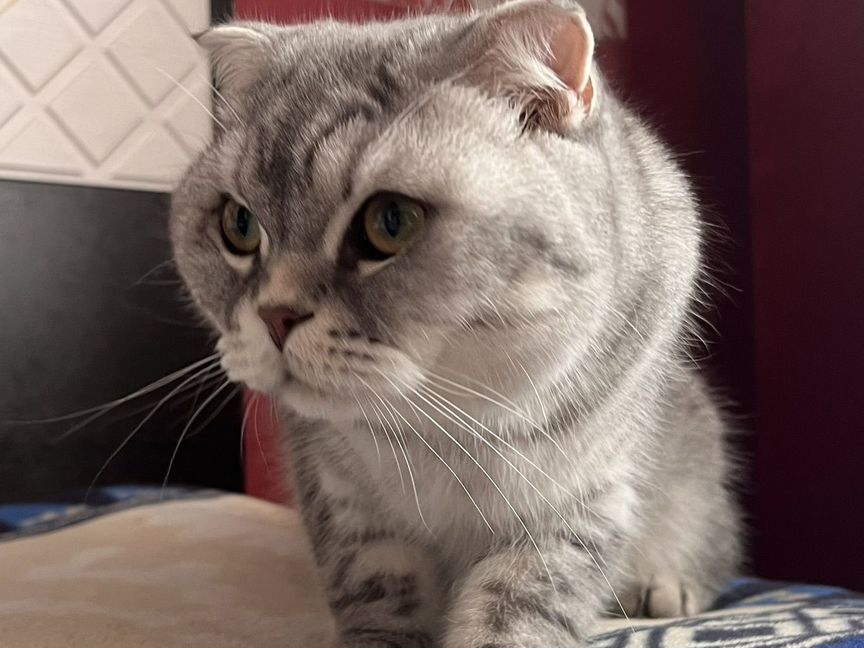 Шотландский кот