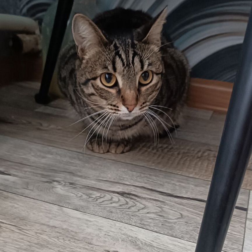 Взрослая, кошка в добрые руки