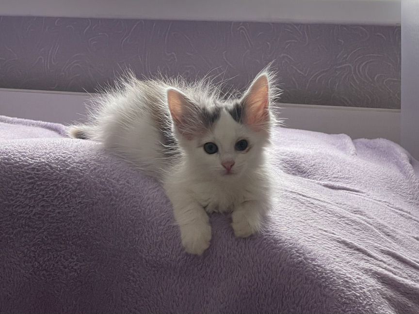 Котенок