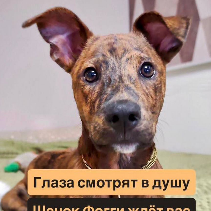 Щенок в добрые руки