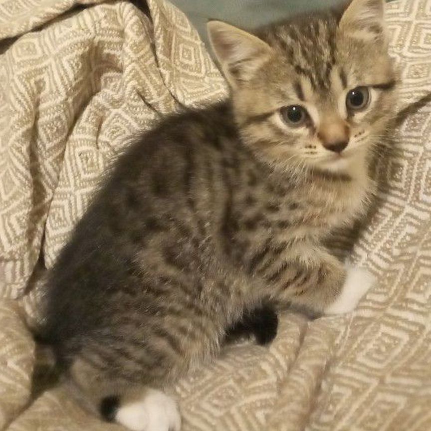 Котёнок в добрые руки