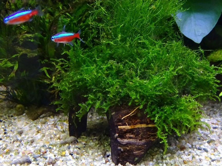 Аквариумное растение яванский мох