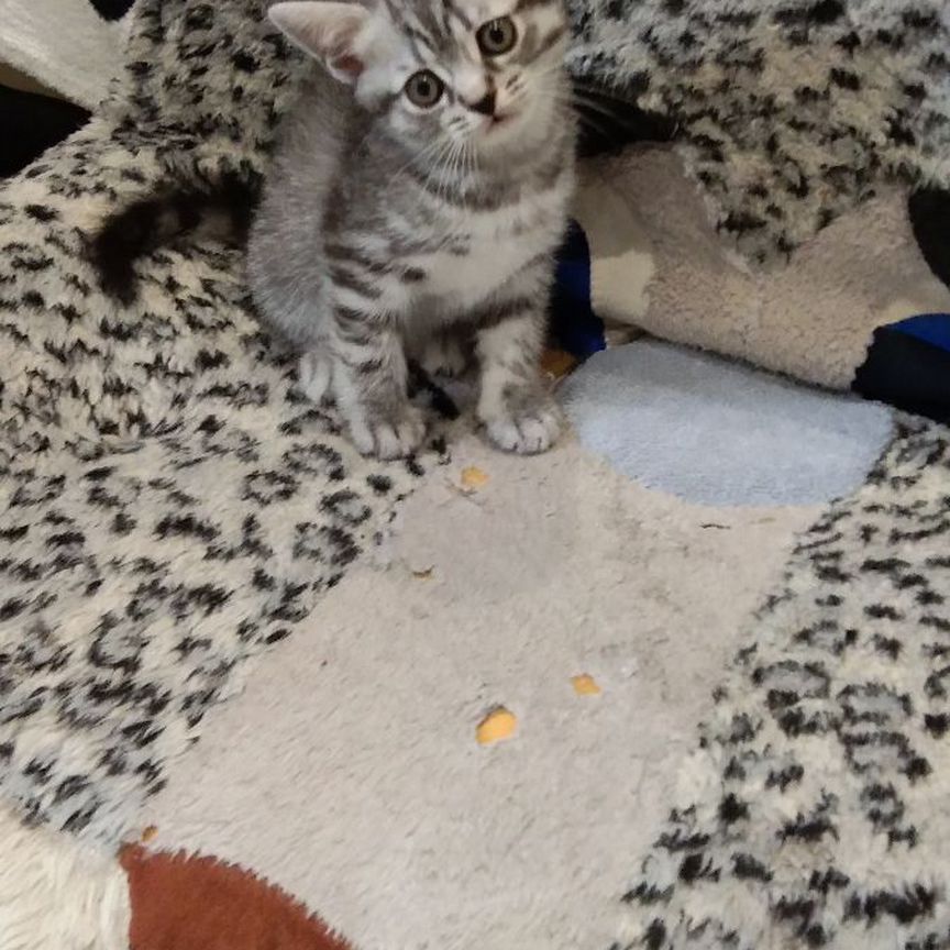Шотландская кошка
