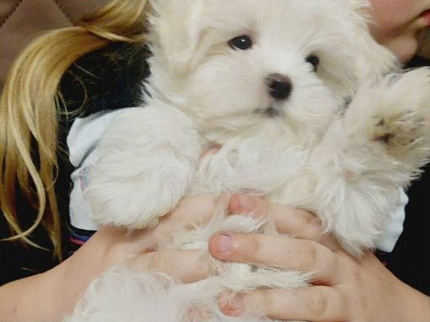 Мальтипу кукольная девочка