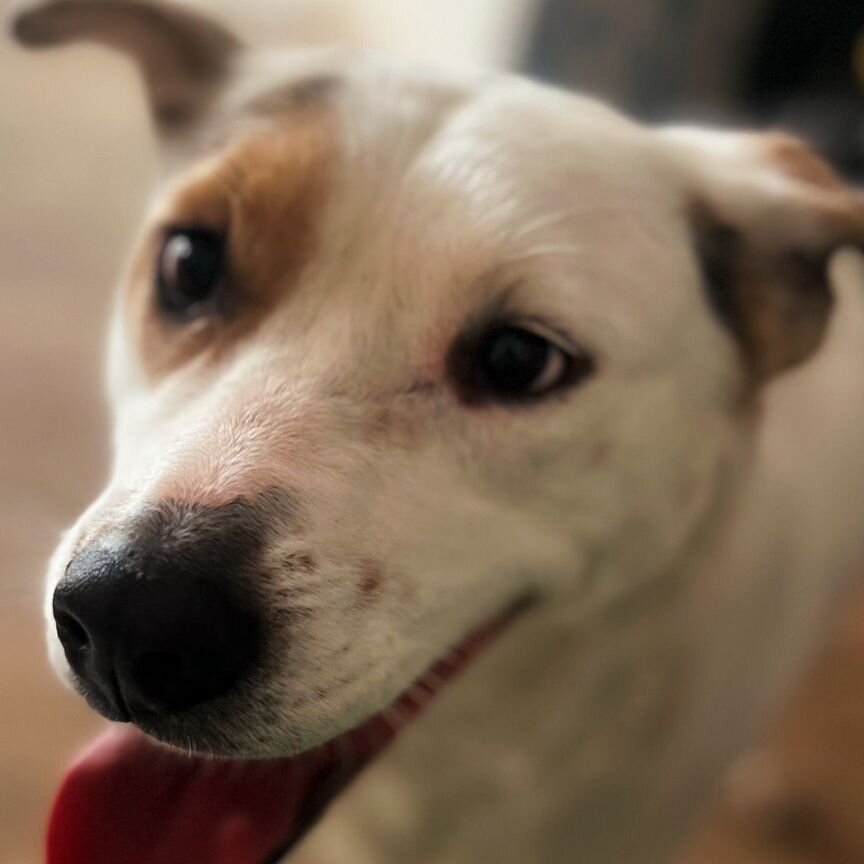 Взрослая собака в добрые руки