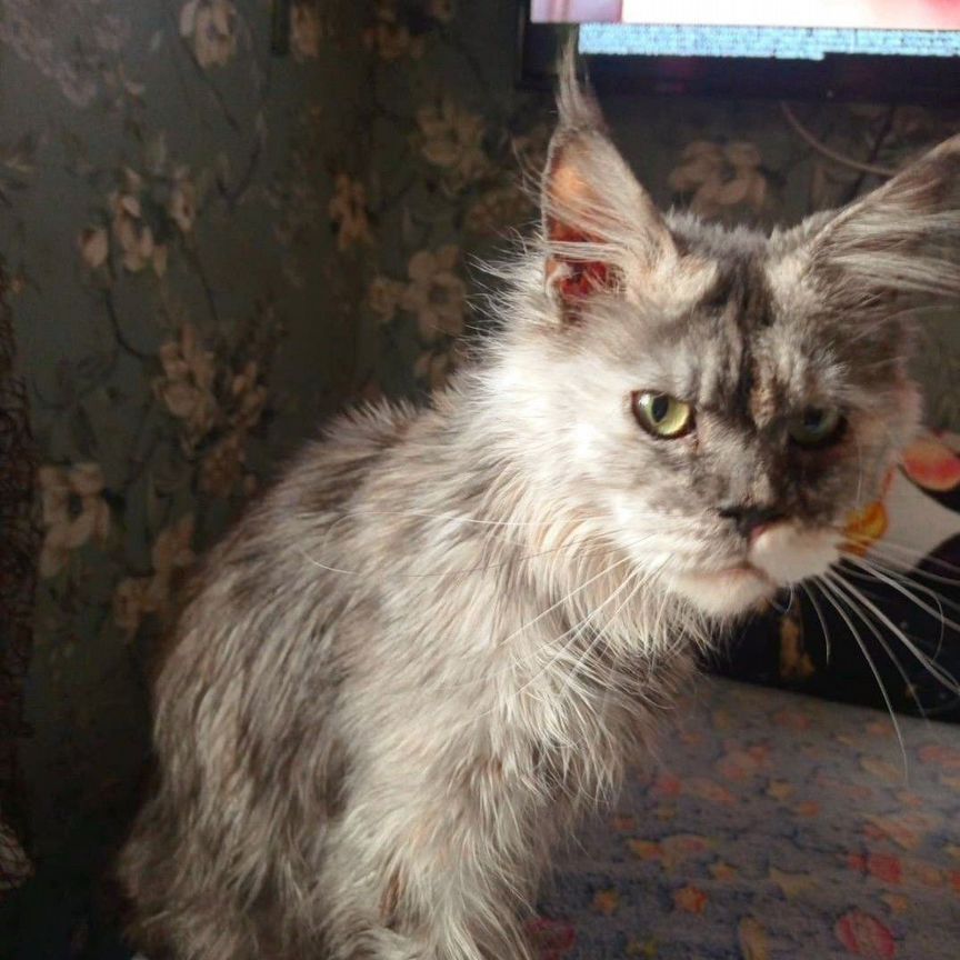 Мейкун бесплатно