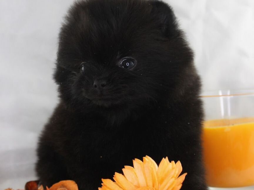 Померанские шпицули Девочки