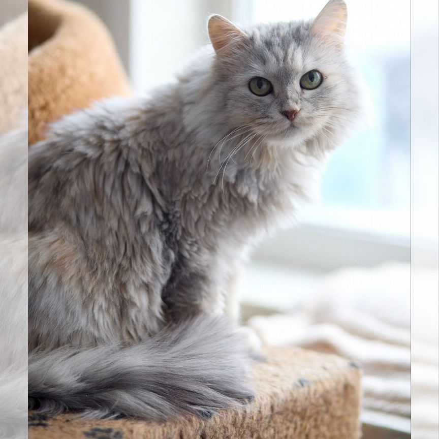 Взрослая, Девочка кошка в добрые руки