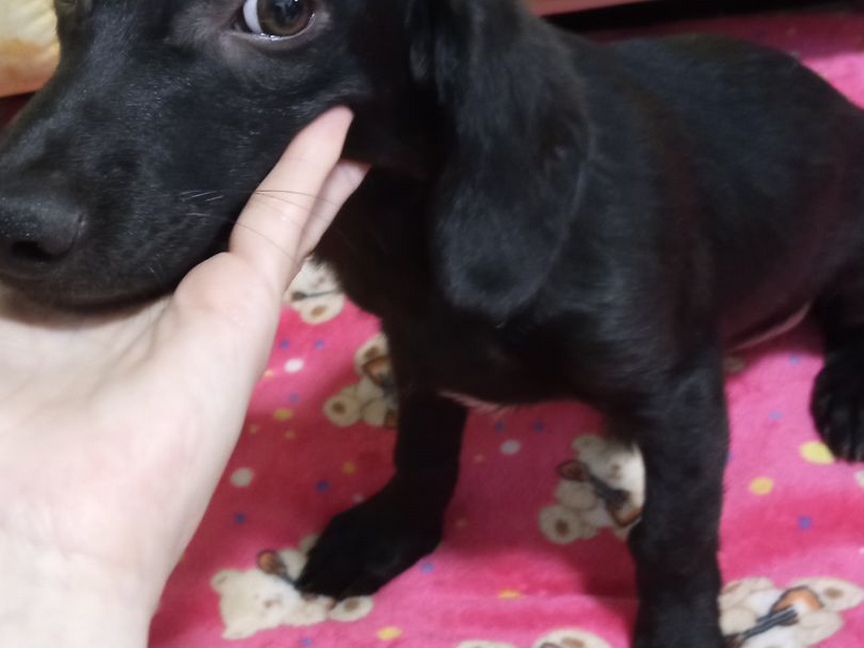 Отдам в добрые руки щенков, 5 месяцев