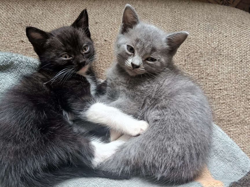Котята