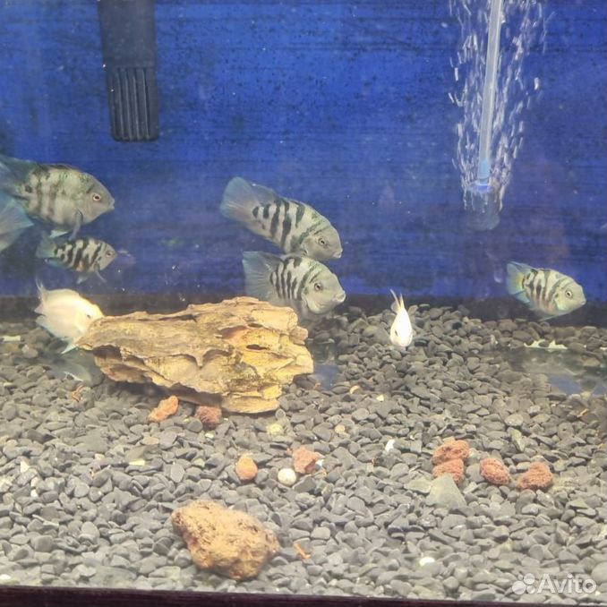 Аквариумные рыбки. Попугай сапфировый