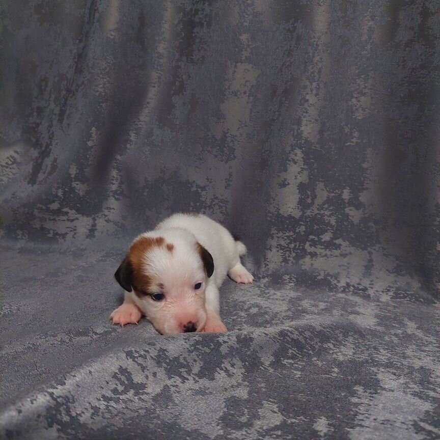 Щенки джек рассел терьер