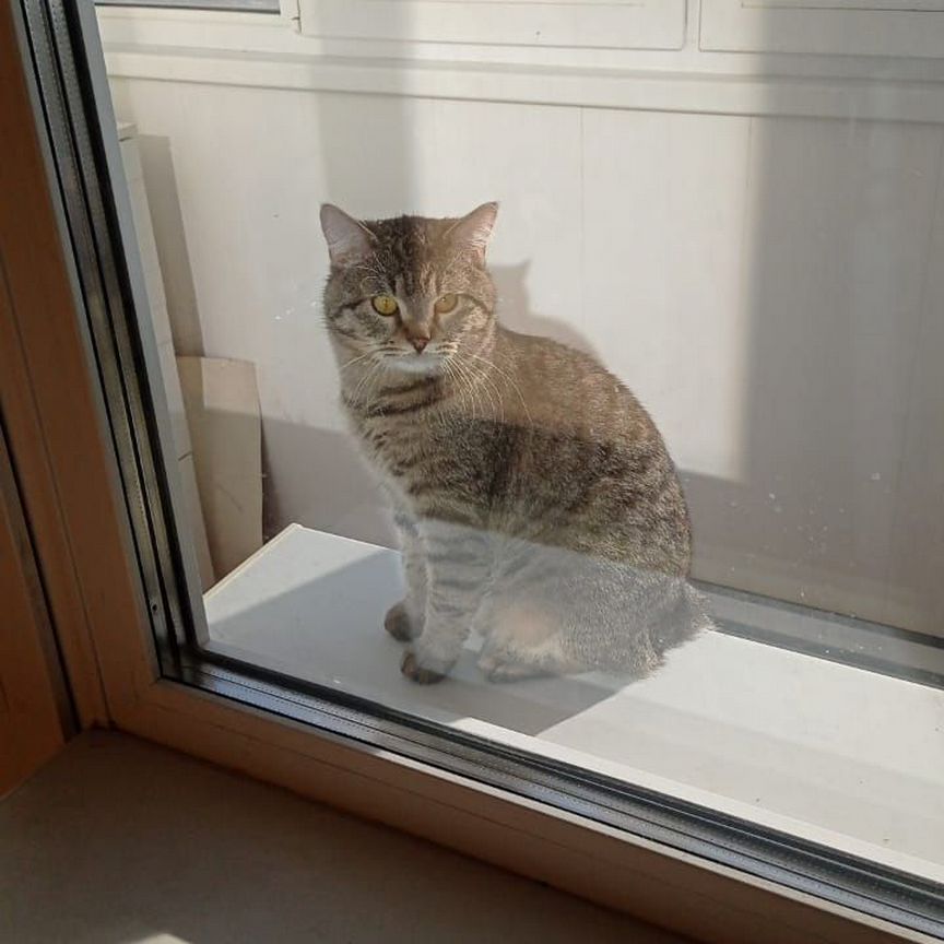 Молодой котик