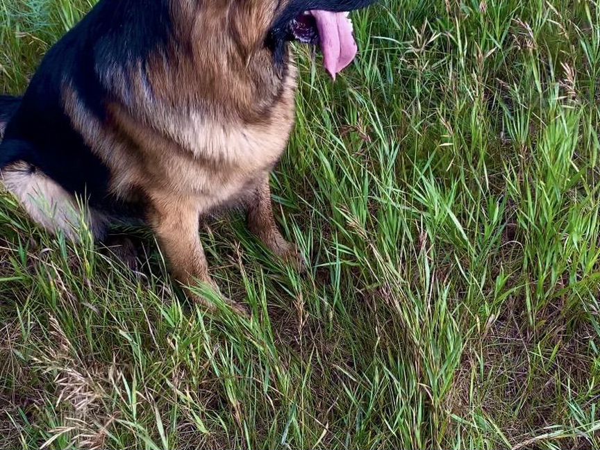 Щенки немецкой овчарки