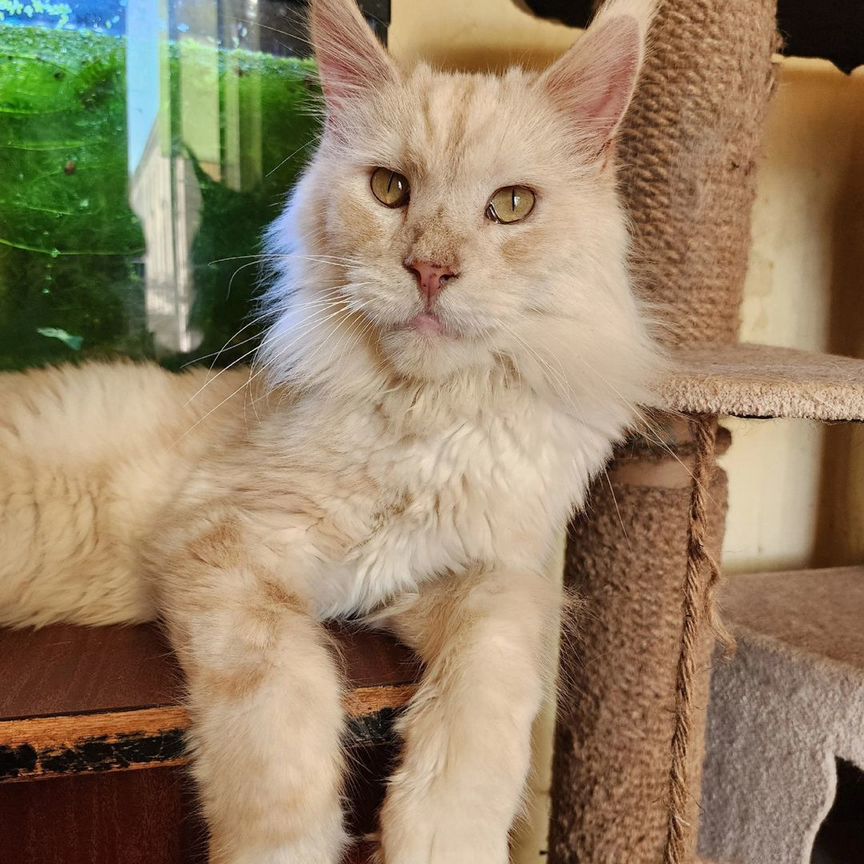 Феникс ищет заботливую семью