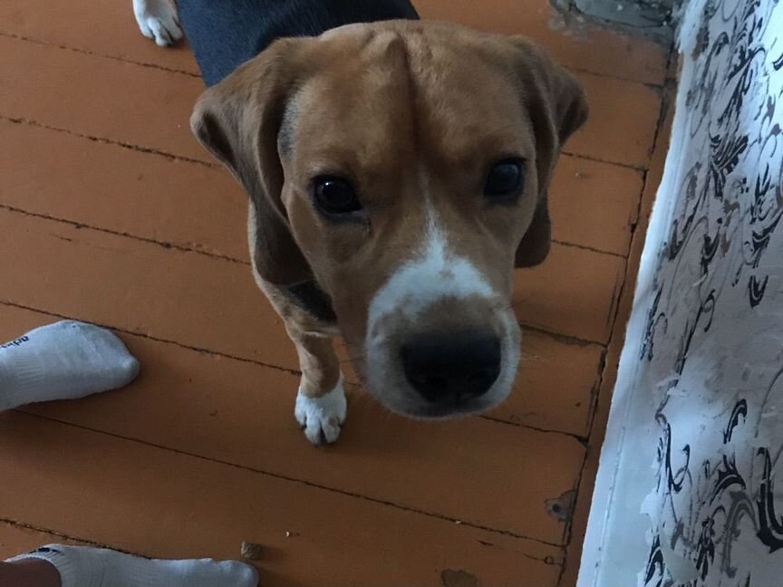 Собака бигль