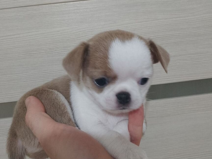 Щенки чихуахуа