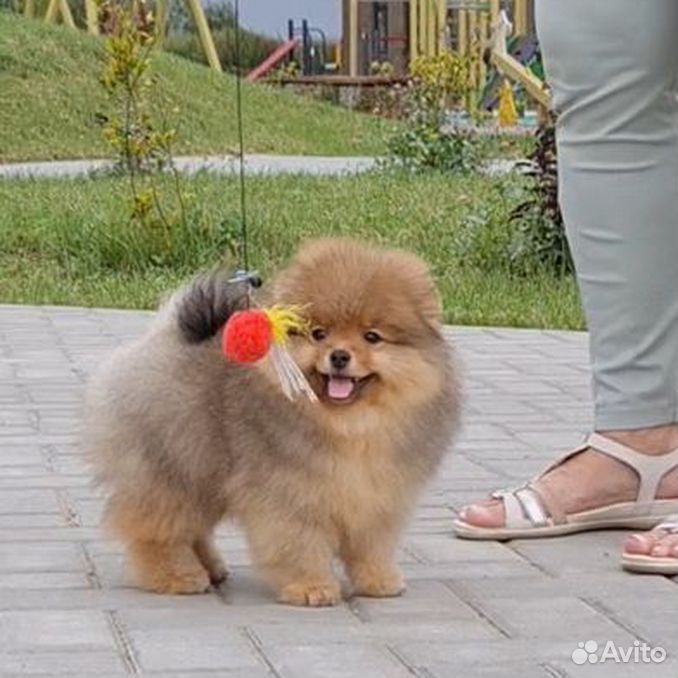 Маленький медвежонок