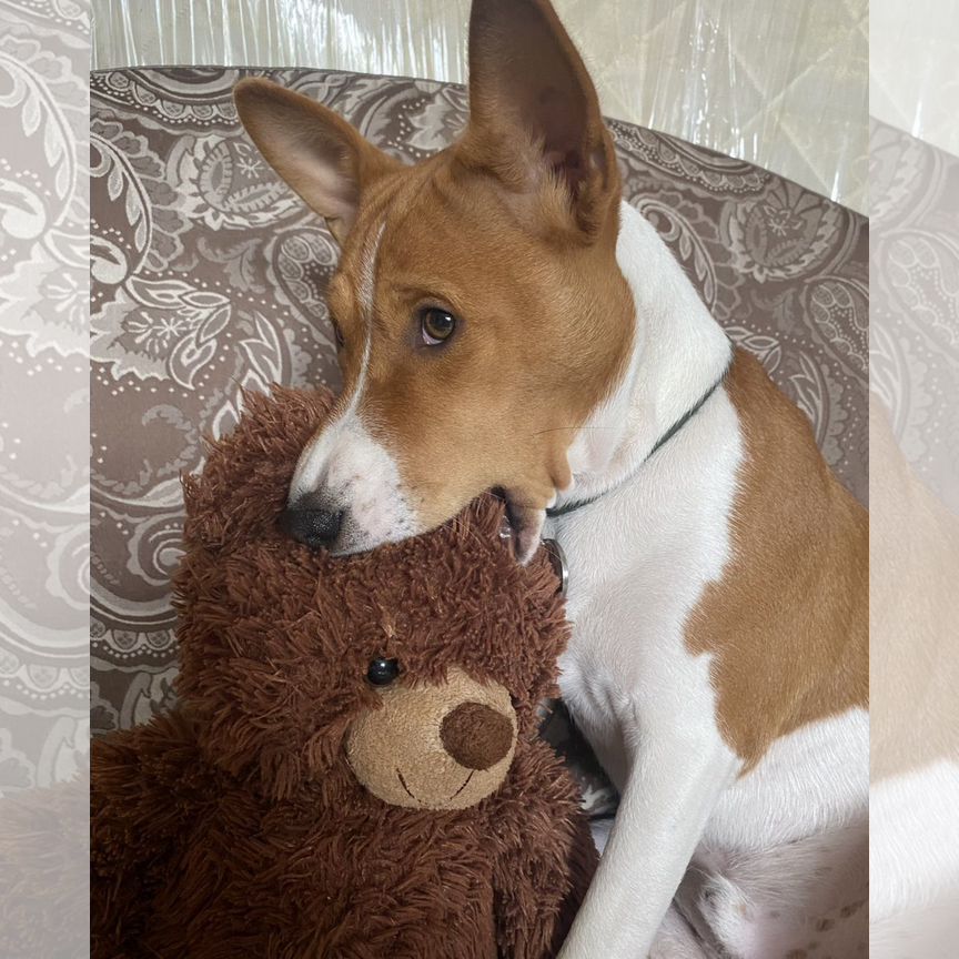 Басенджи, щенок