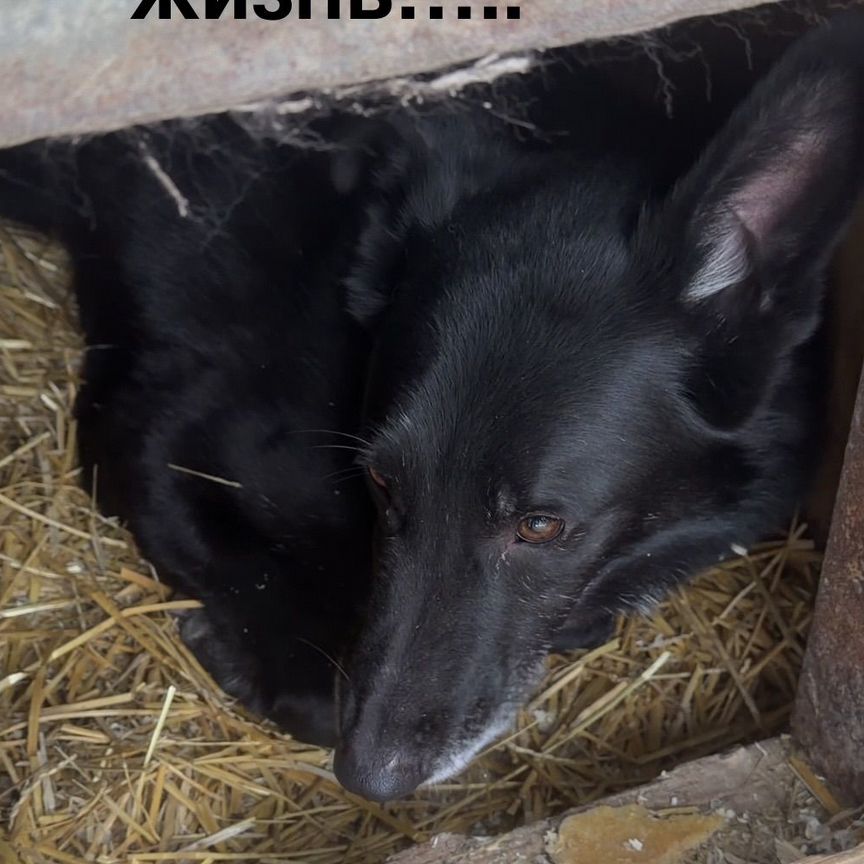 Взрослый пёс в добрые руки