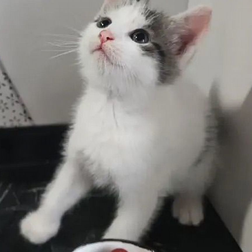 Котёнок в добрые руки