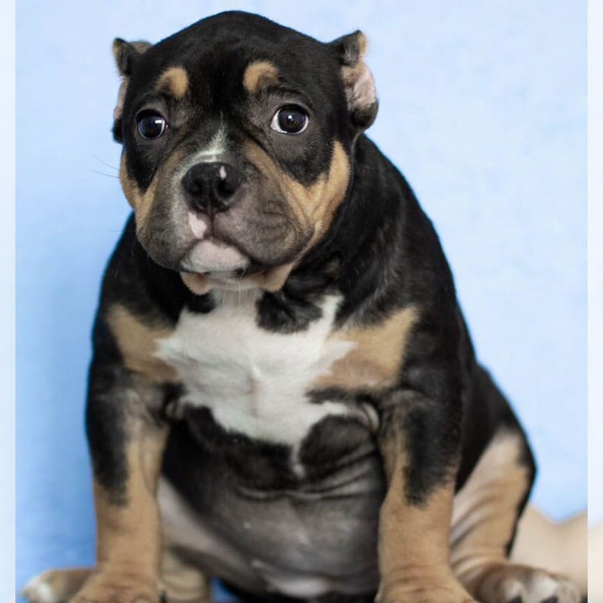 Американский булли покет черный трик