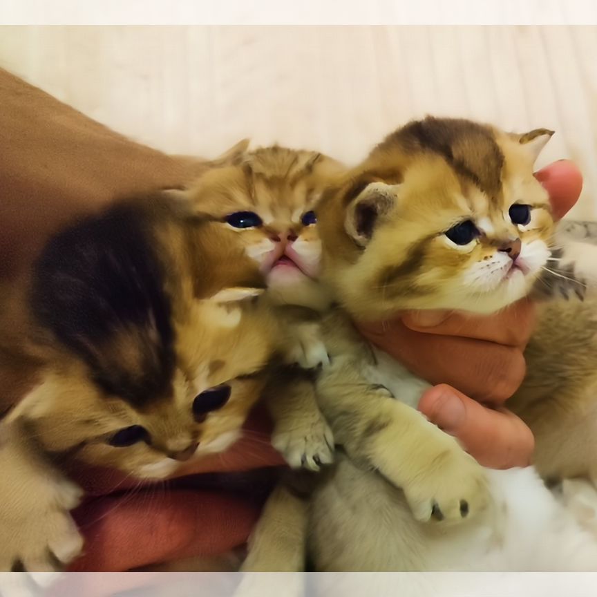 Британский короткошёрстный котёнок