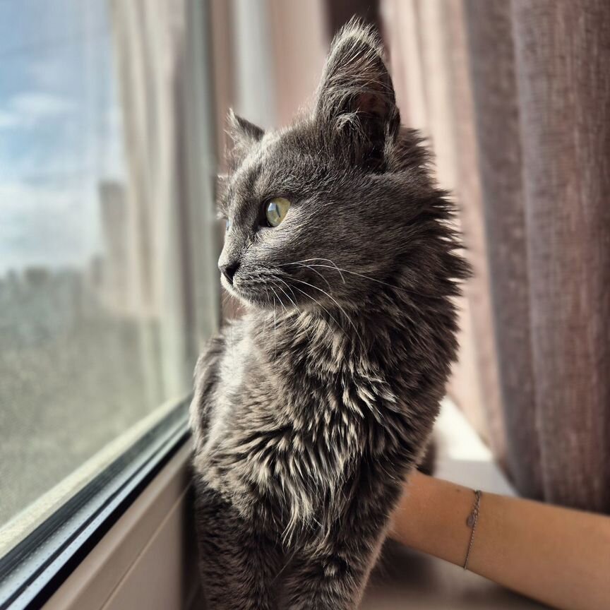 Отдам в добрые руки чудесную девочку-котёнка