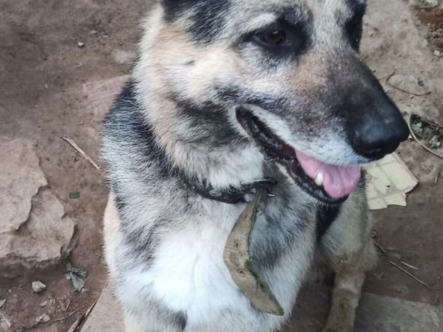 Кобель Гром - Бесплатно в самые добрые руки