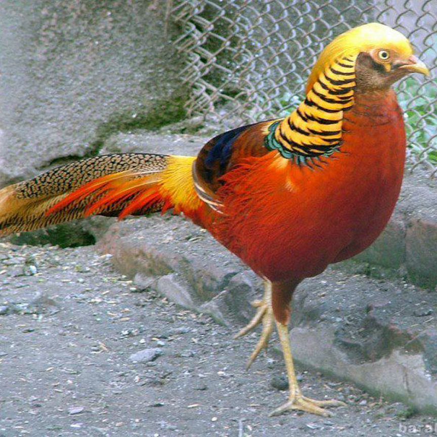 Золотой фазан