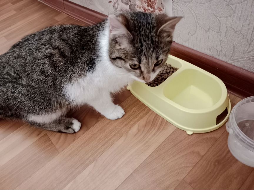 Кошка